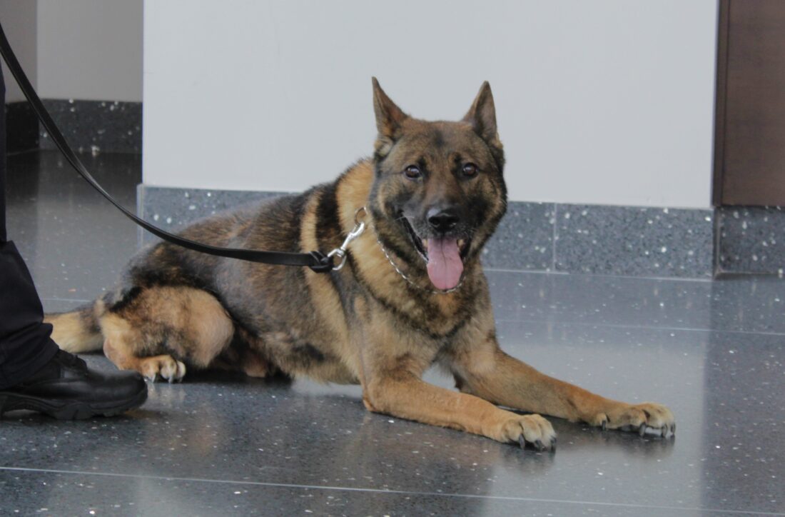 ‘He has been one of the greatest partners,’ handler says of Lawrence ...